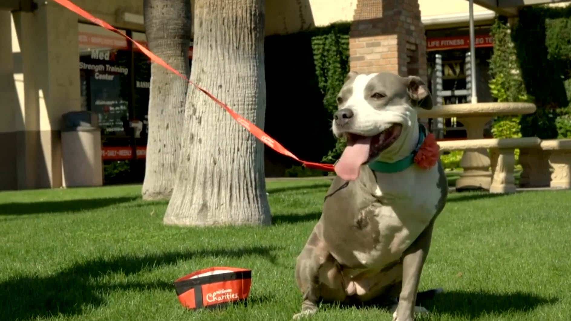 Petsmart Pet Adoption with Amanda Landis-Hanna – Coffee With America