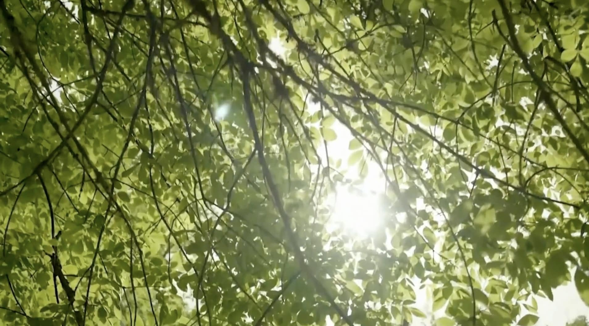 Arbor Day Foundation Tree Hardiness Zones – Coffee With America